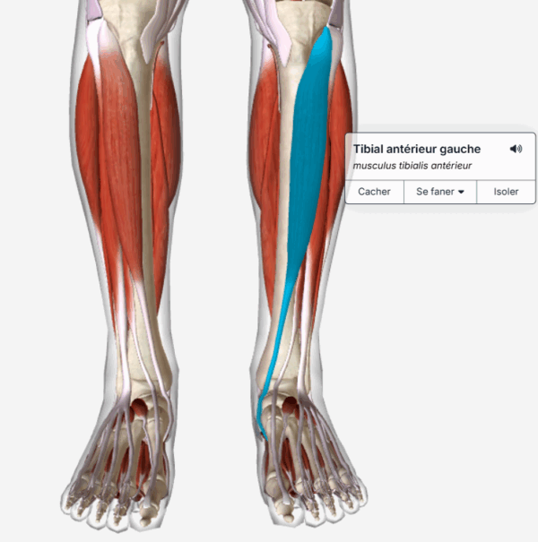 Muscle tibial antérieur : anatomie et mouvements