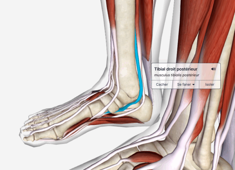 🦶Fibulaires et tibial postérieur, comment les renforcer