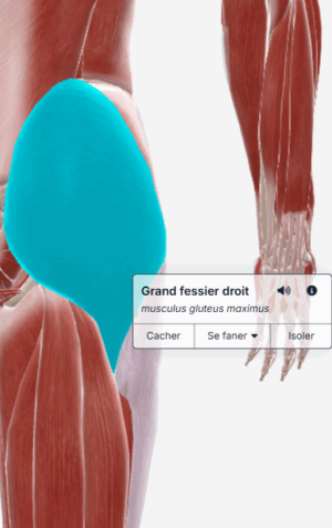 🏋️‍♂️ Tout savoir sur le muscle grand fessier