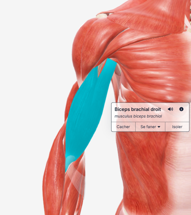 Biceps brachial : anatomie et mouvement essentiel💪 - Bienvenue sur Vie ...
